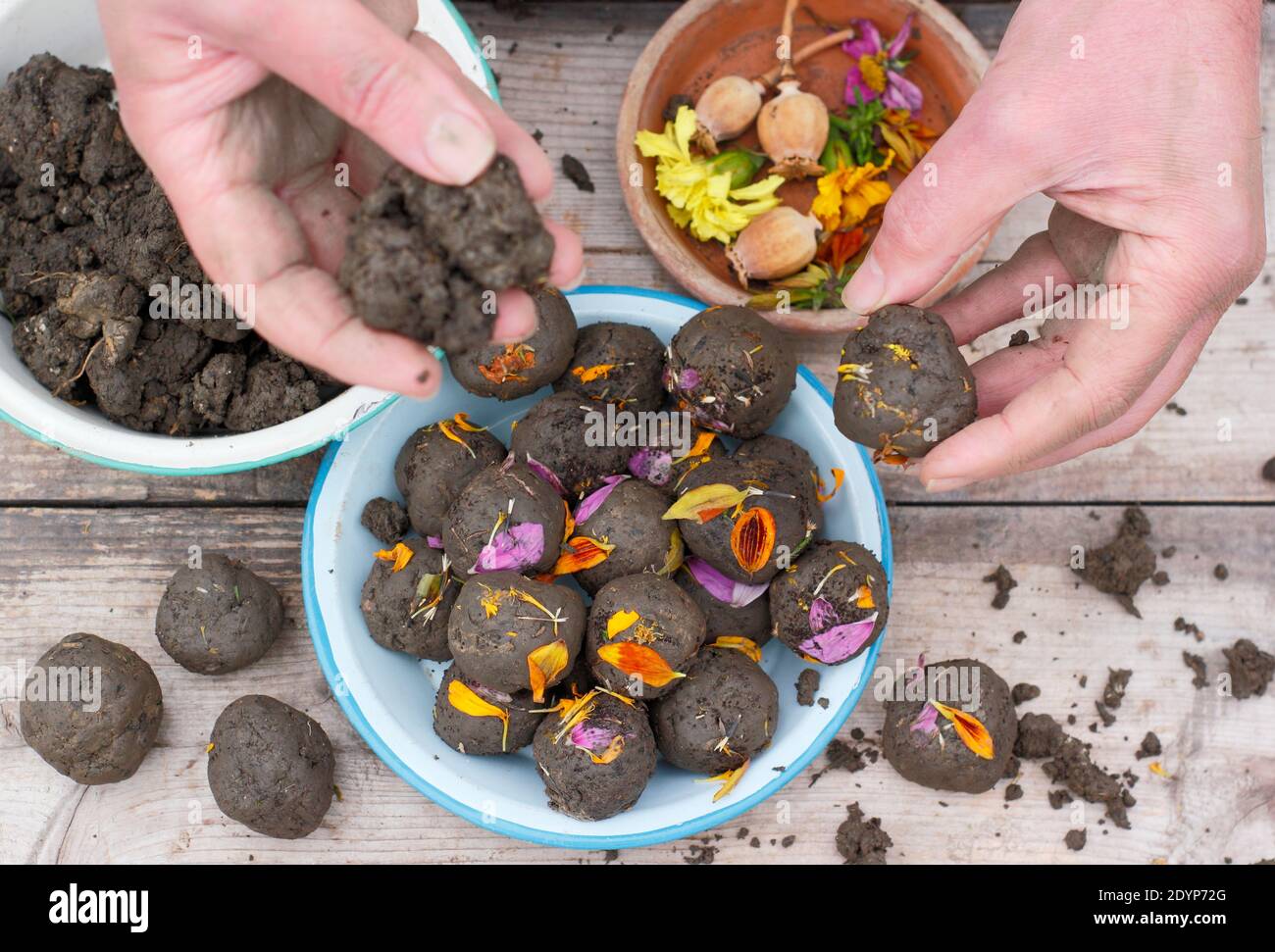 Making flower bombs, or seed balls, with clay soil embedded with ...