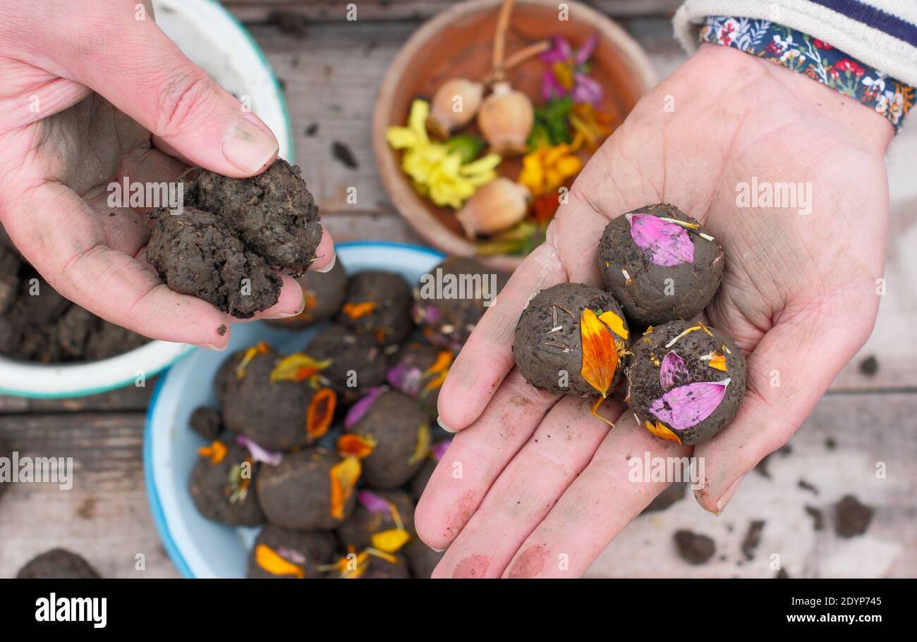 Making flower bombs, or seed balls, with clay soil embedded with ...