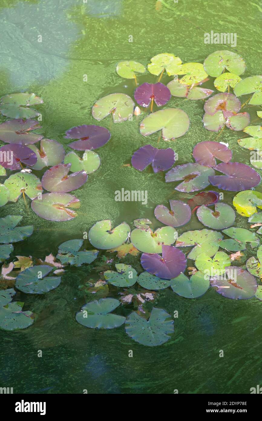 Background green swamp with rare swamp lilies Stock Photo - Alamy