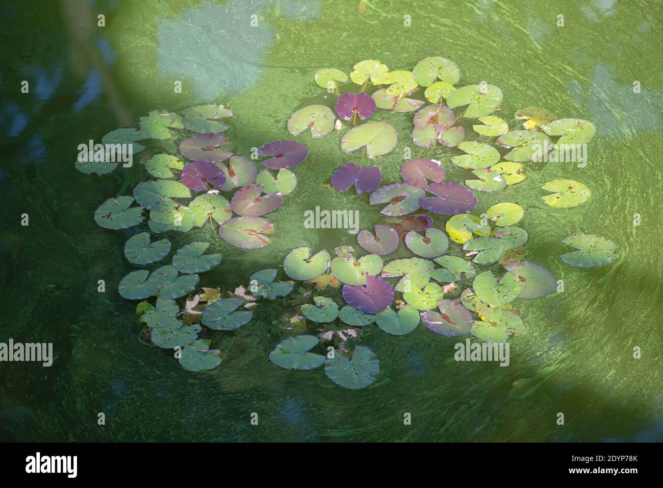 Background green swamp with rare swamp lilies Stock Photo - Alamy