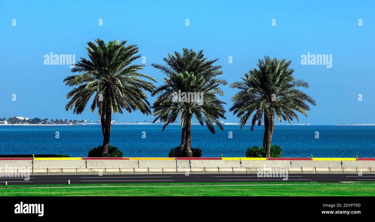 Palm Trees in Doha Corniche - QATAR Stock Photo - Alamy