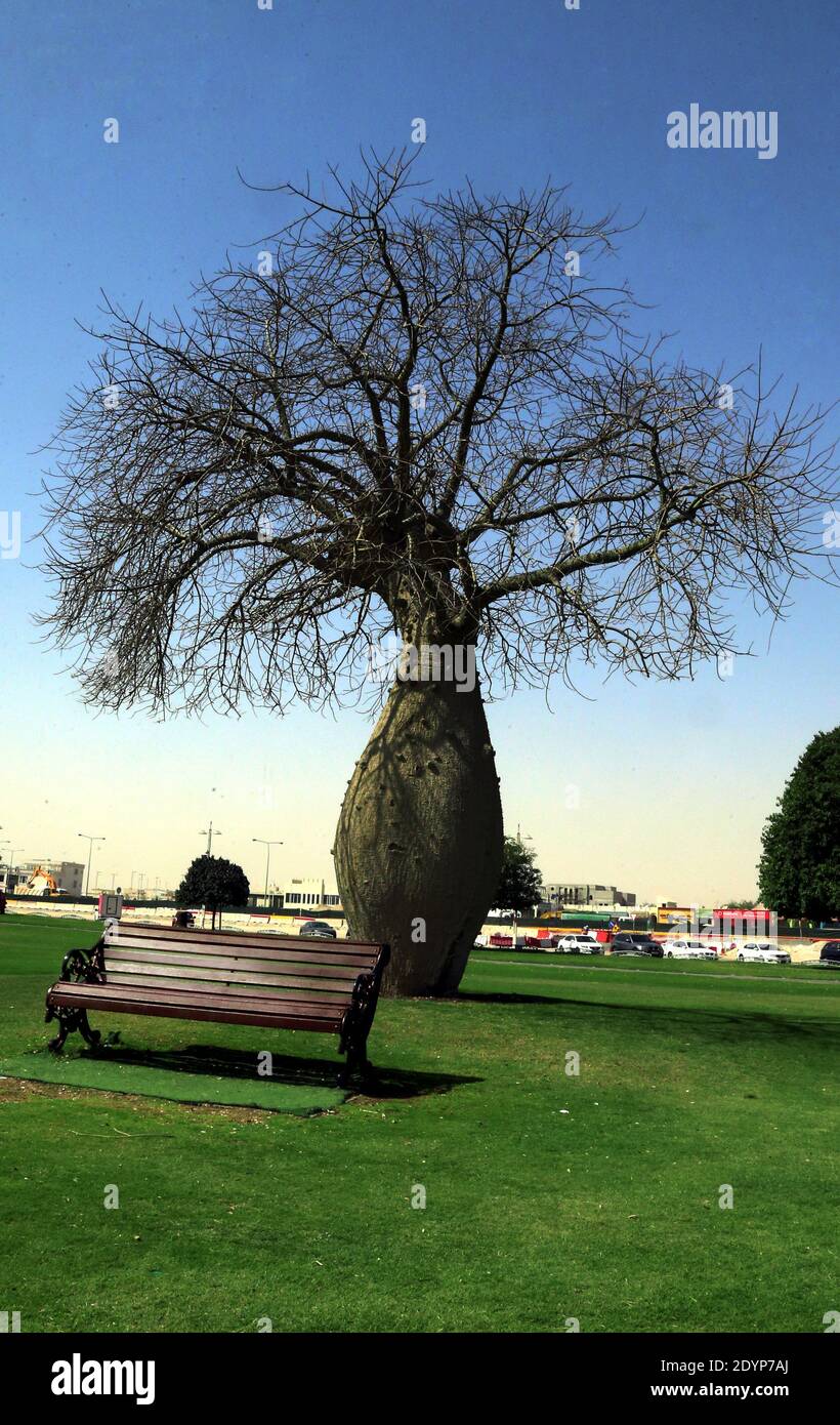 Beautiful Aspire park - QATAR Stock Photo - Alamy