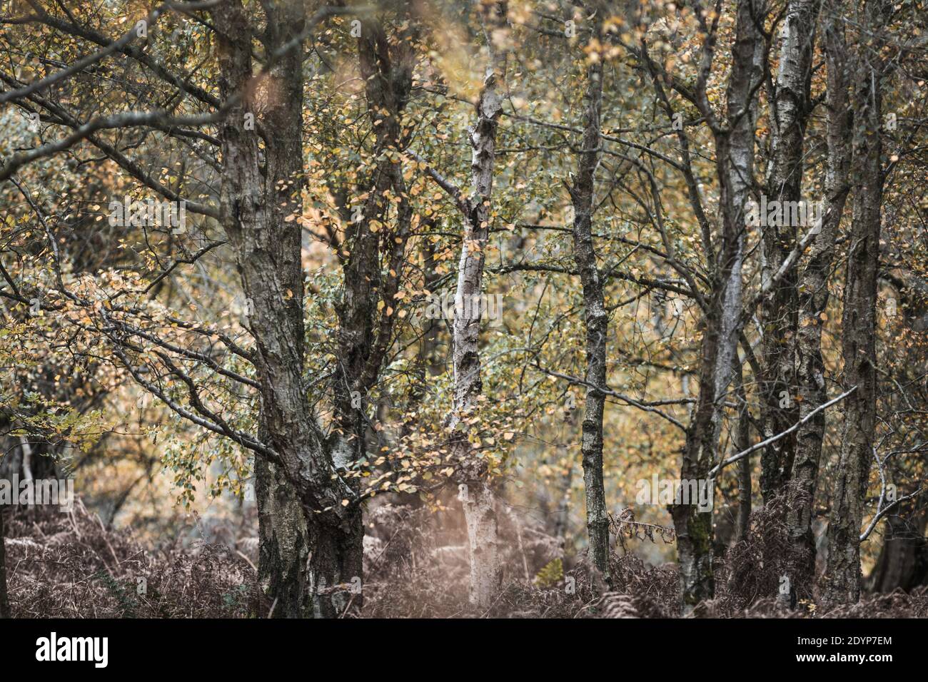 Young birch trees forest at late autumn in UK Stock Photo - Alamy
