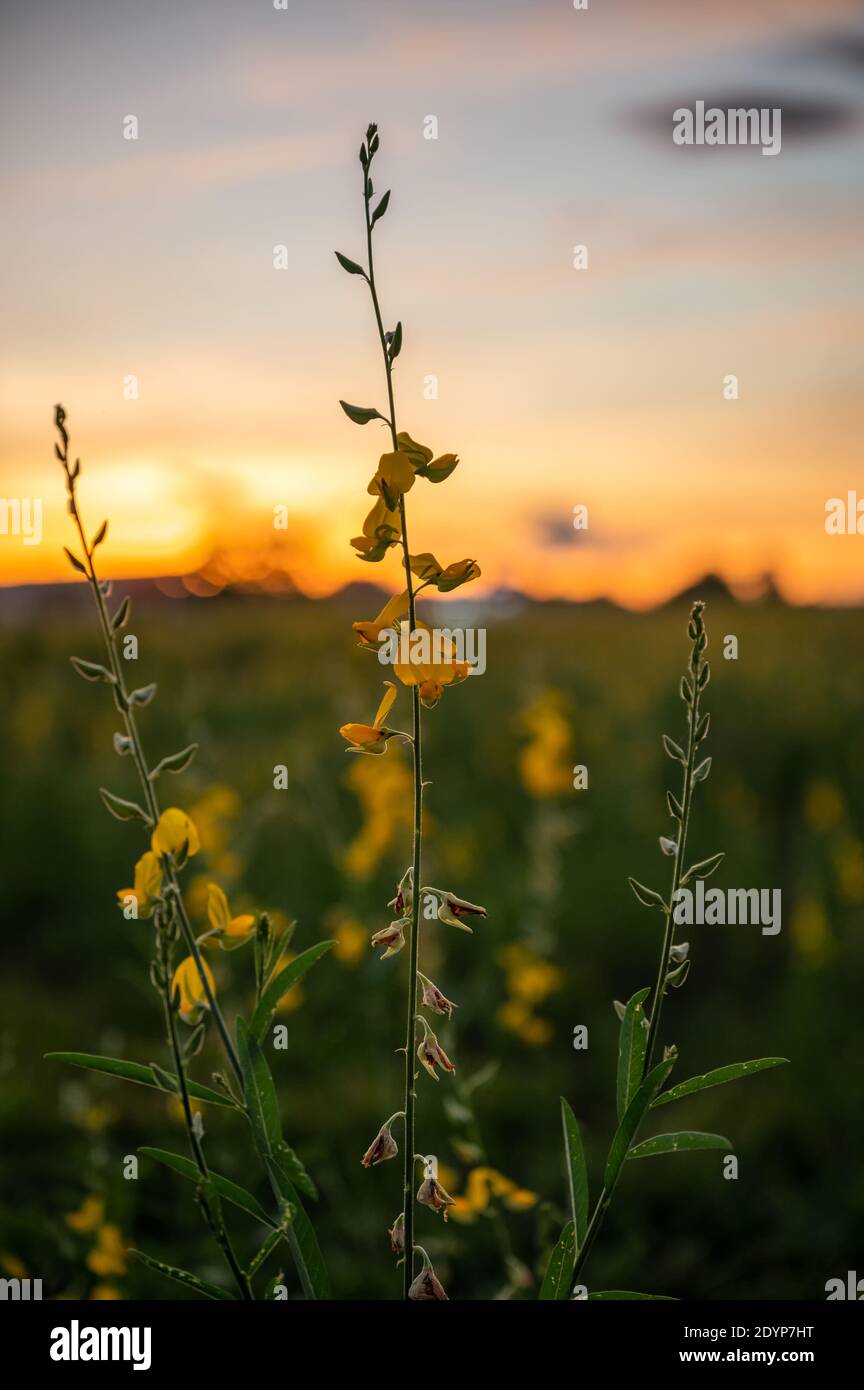 Sunn hemp, Indian hemp, Crotalaria juncea yellow blossom tropical plant ...