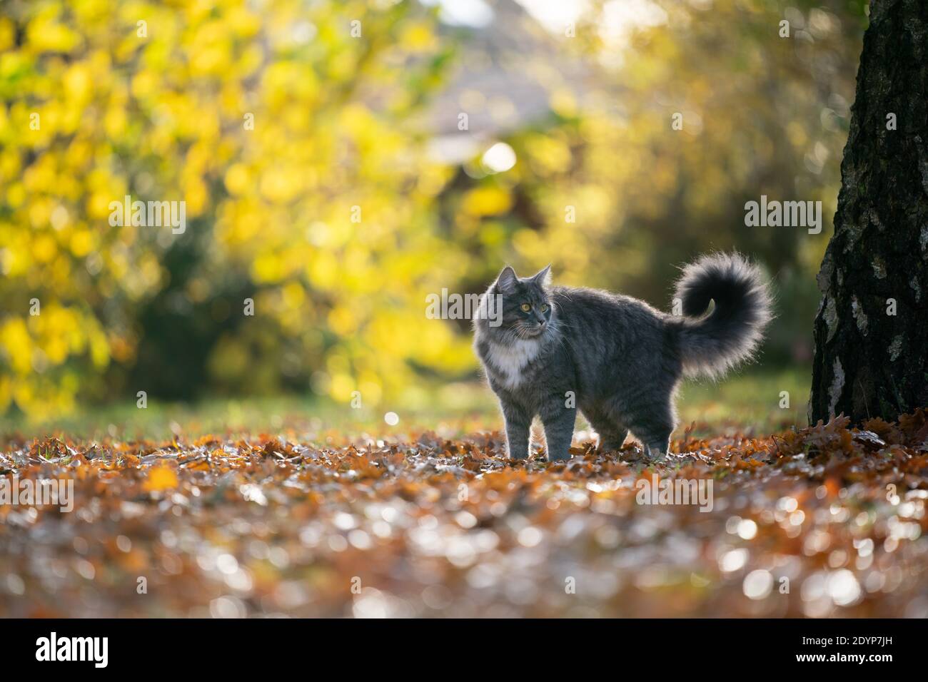 blue tabby maine coon cat with fluffy tail stading next to tree in ...