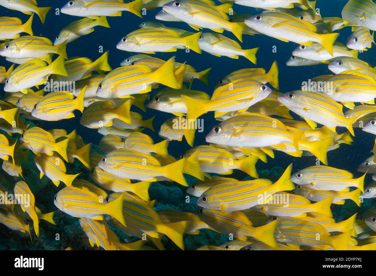 Palau fish hi-res stock photography and images - Alamy