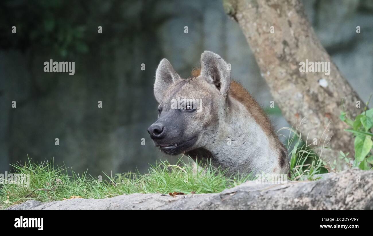 Dangerous dog hi-res stock photography and images - Alamy