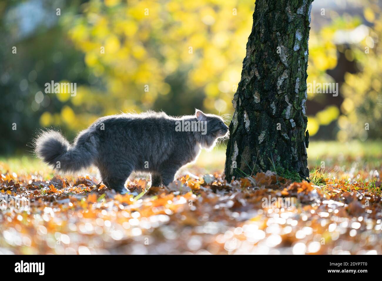 side view of a fluffy blue tabby maine coon cat standing on autumn ...