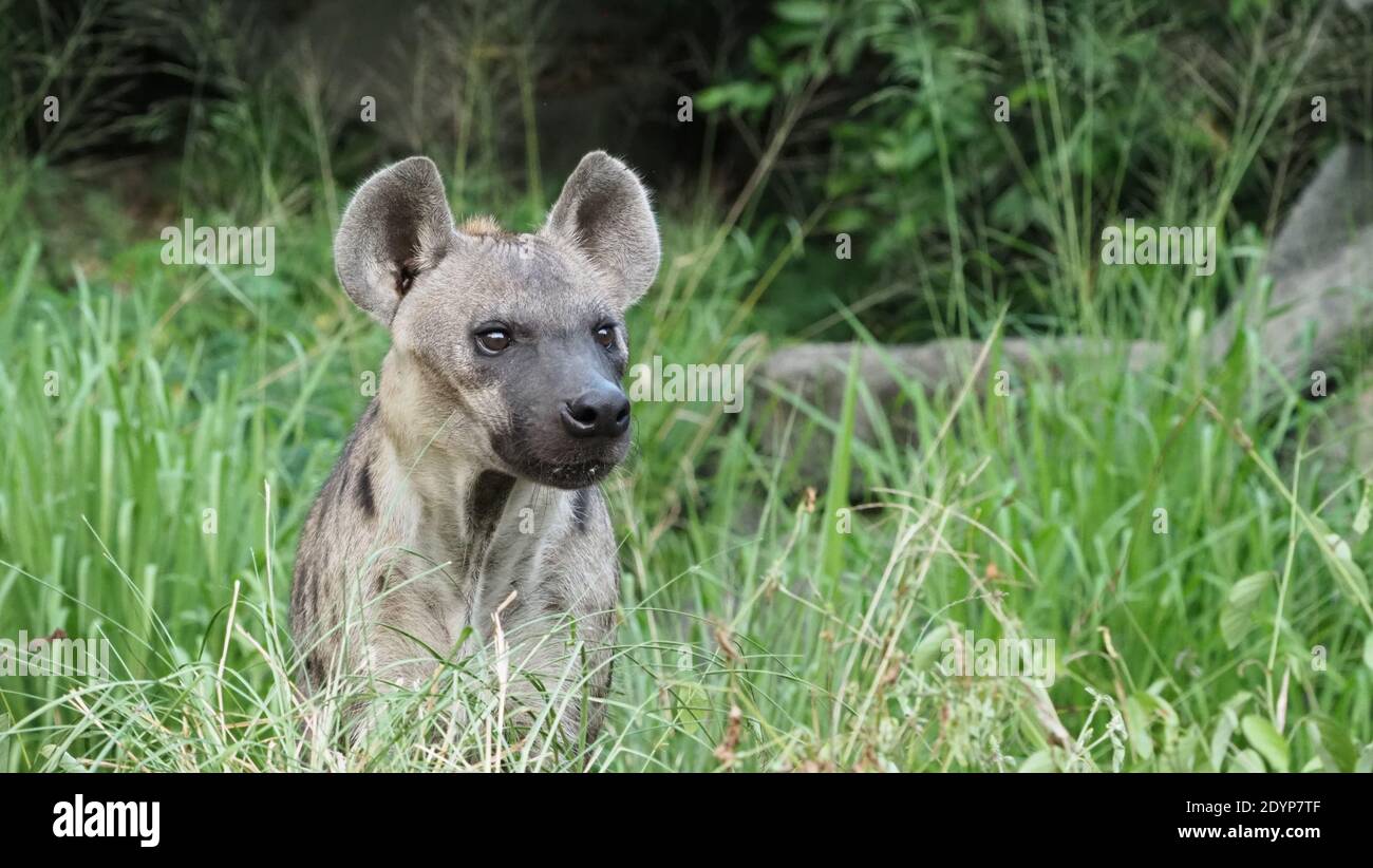 Hyena, Spotted hyena, Crocuta crocuta, Dangerous dog in grasses field ...