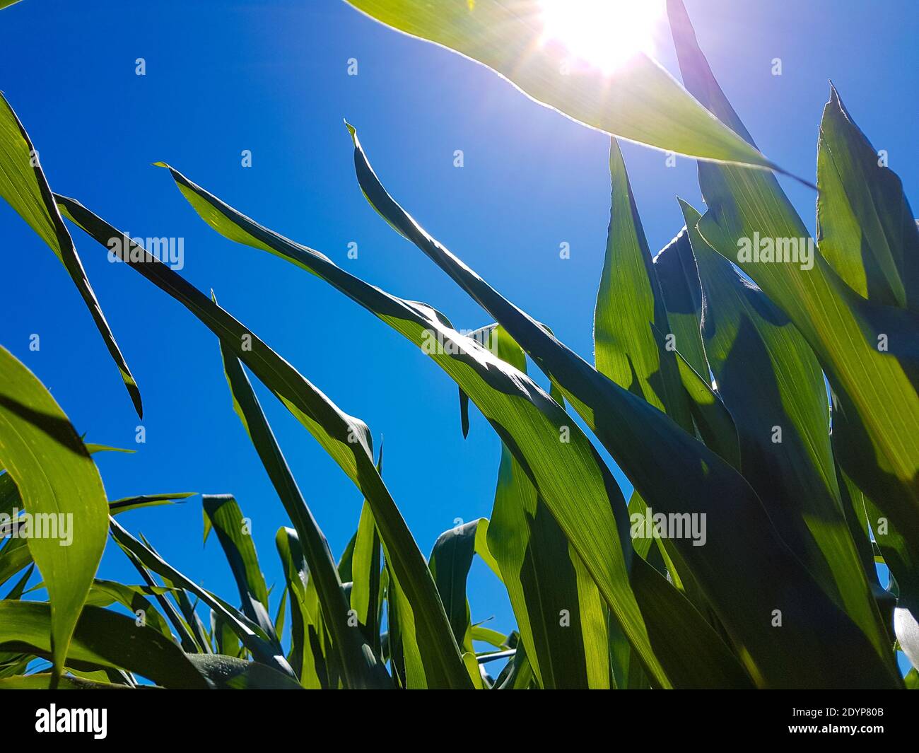 Corn plant under the sun hi-res stock photography and images - Alamy