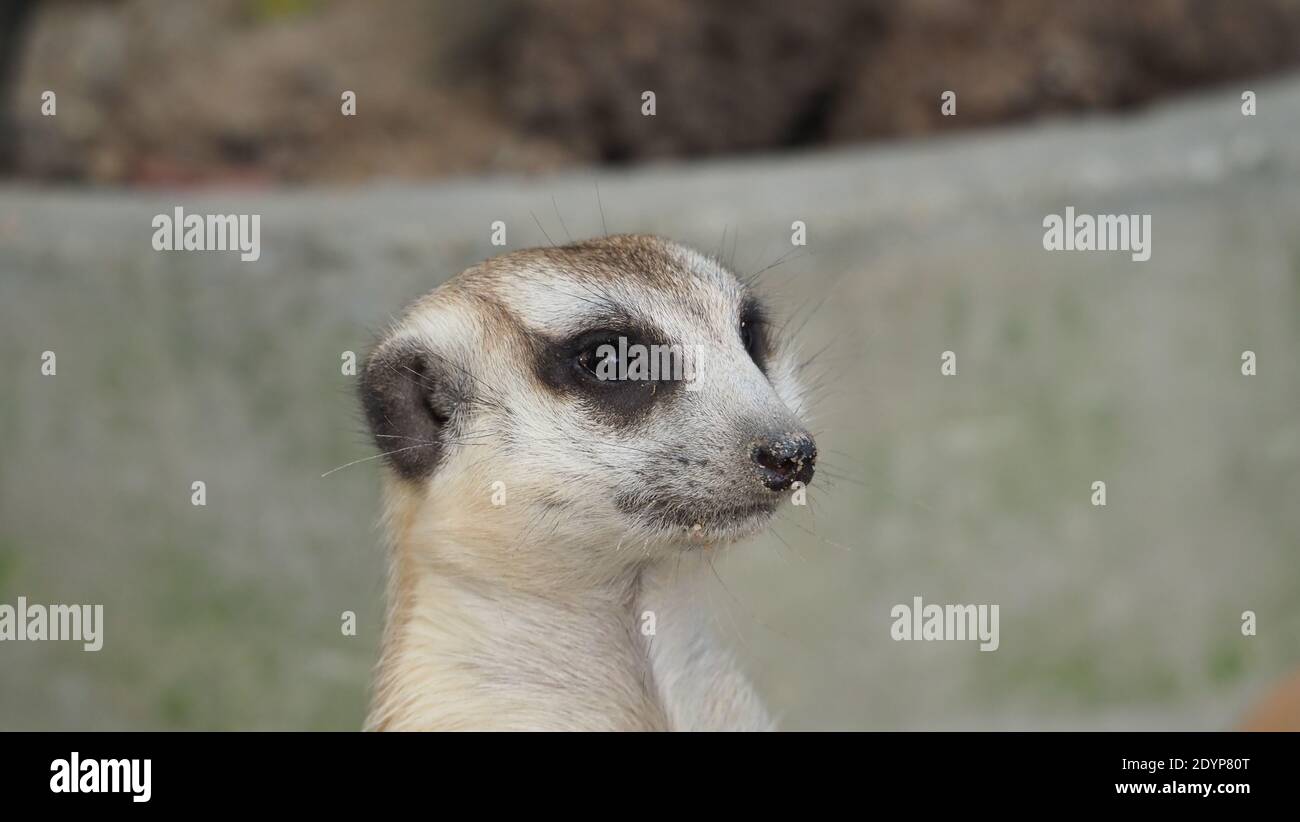 Meerkat looking for something. Suricata suricatta wild predators in ...