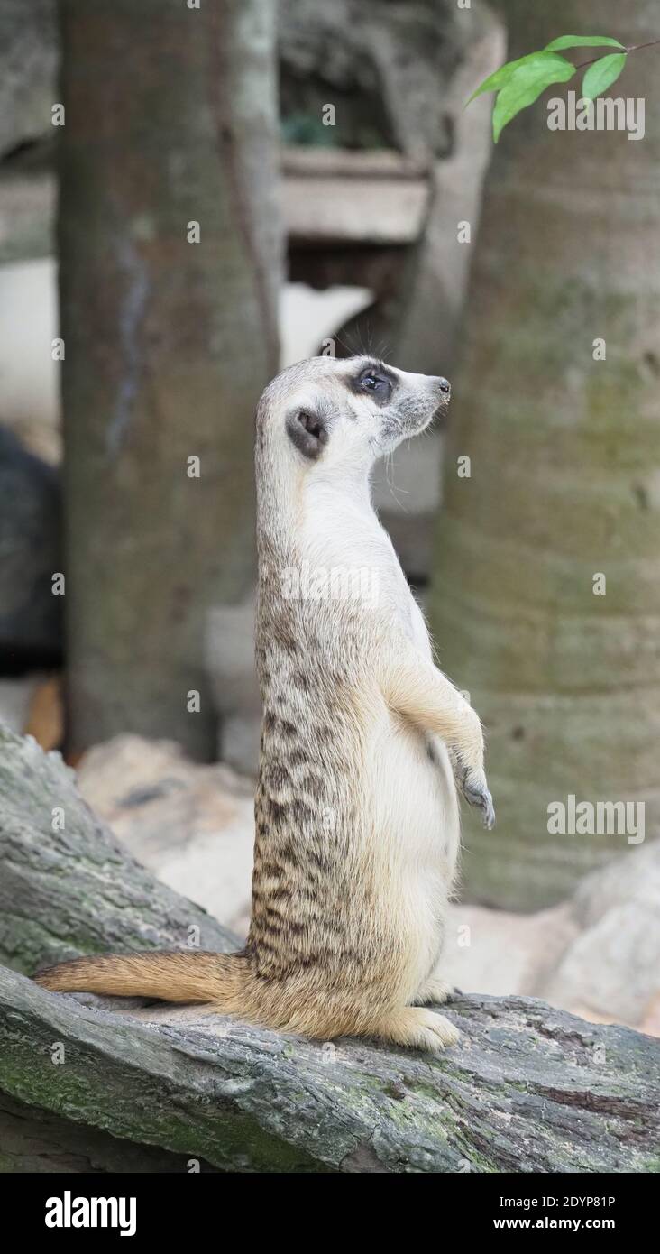 Asian native hi-res stock photography and images - Alamy