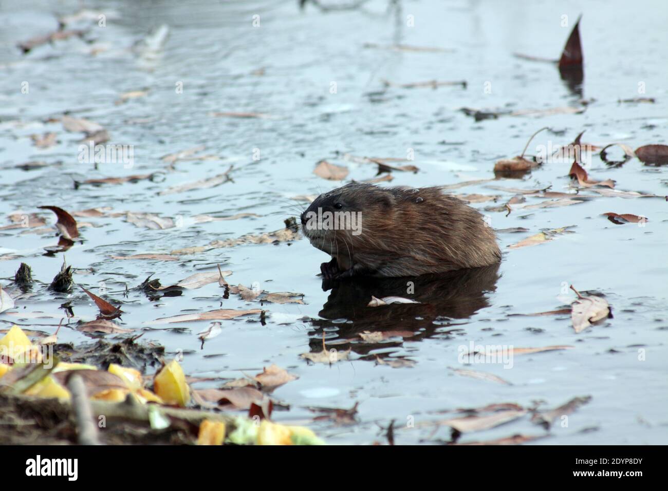 cute muskrat swimming in the lake close up portrait. Muskrat, musquash ...