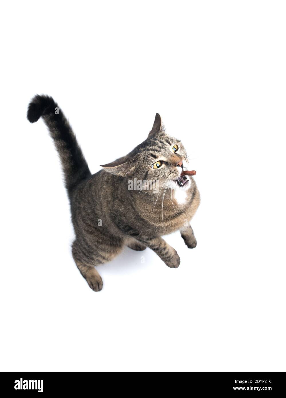 tabby cat begging for treats on white background Stock Photo - Alamy