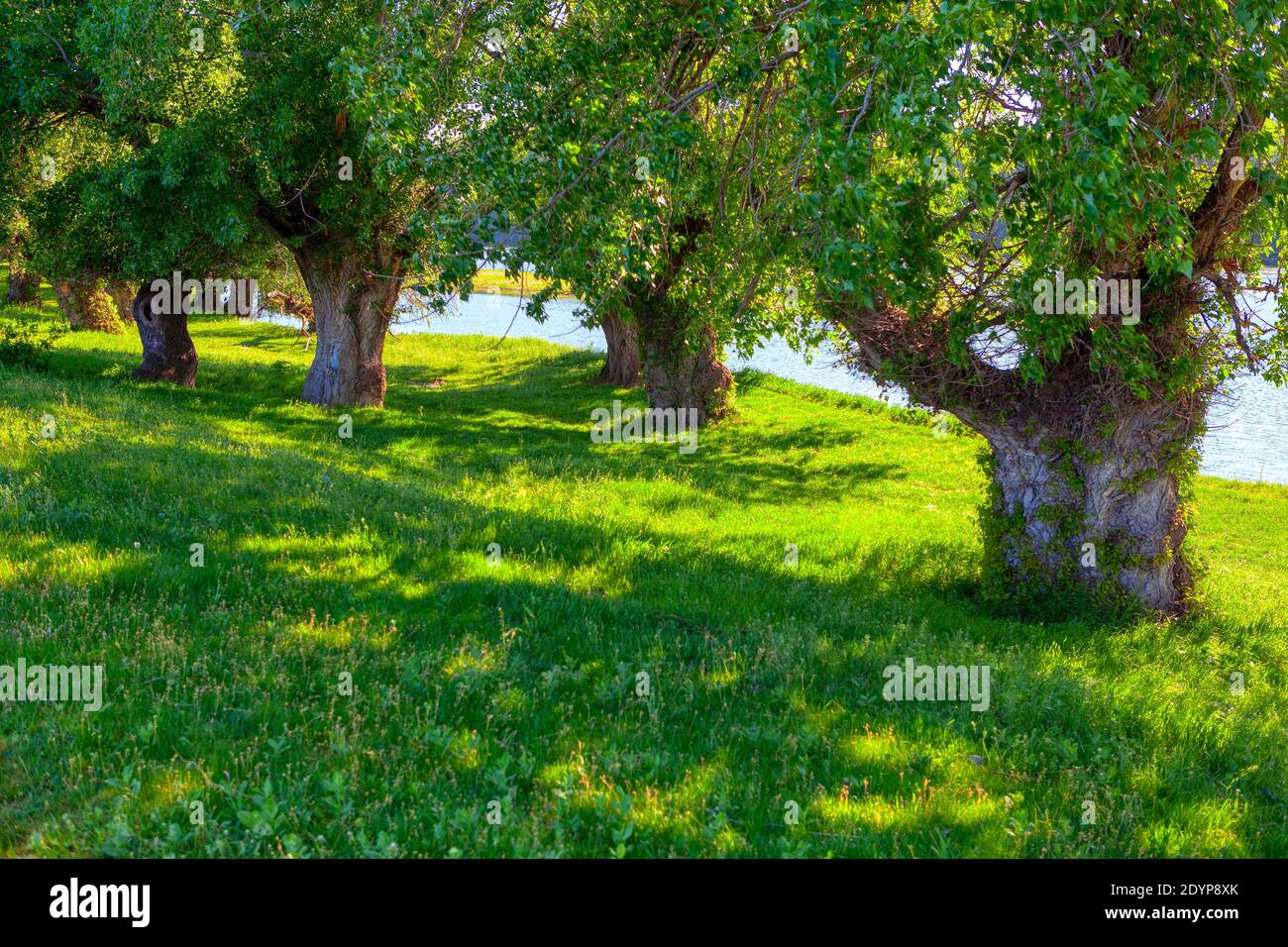 Tropical coastal trees . Green riverside with tree shadows Stock Photo ...