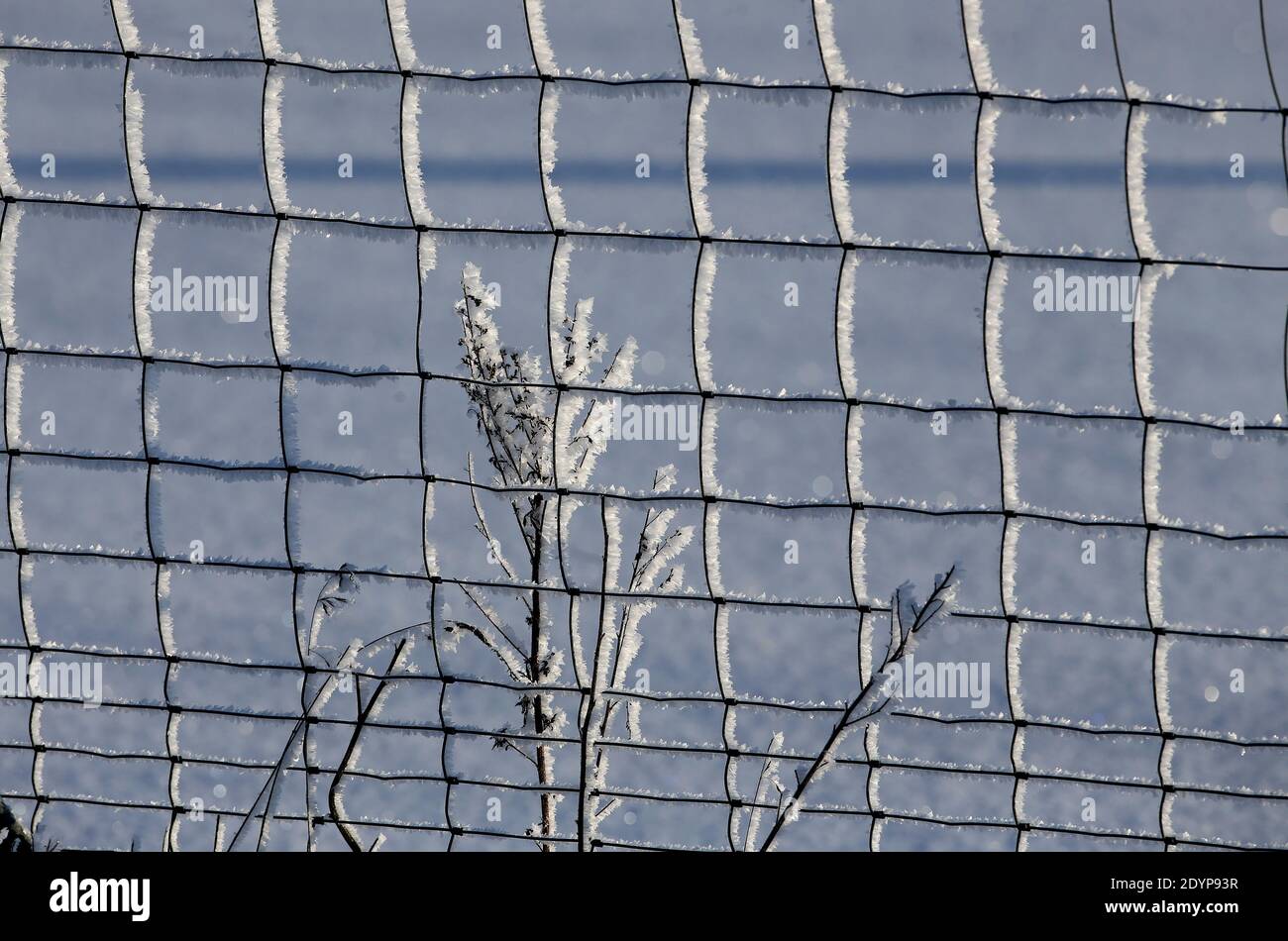Frozen fence made of metal mesh covered with snowy hoarfrost, winter ...