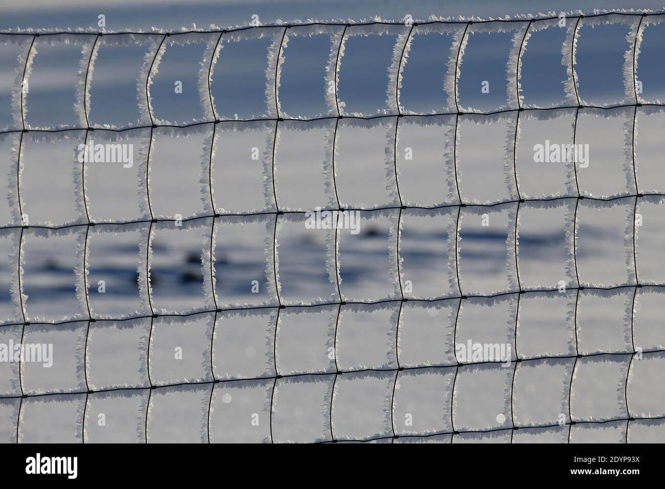 Frozen fence made of metal mesh covered with snowy hoarfrost, winter ...