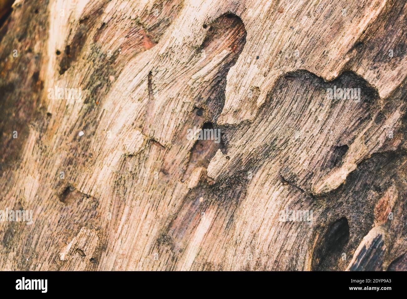 Highly Detailed Wood Texture Background Stock Photo - Alamy