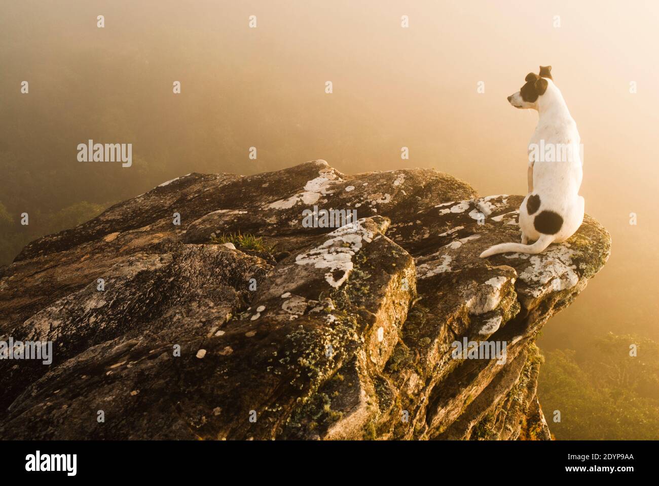 Fog dog hi-res stock photography and images - Alamy