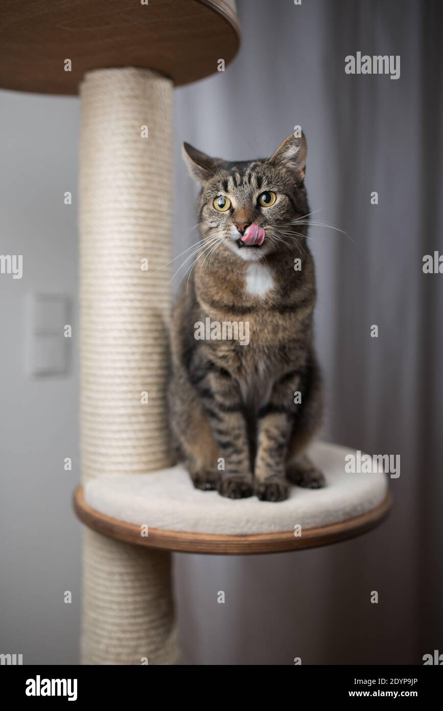 tabby cat standing on platform of scratching post cat tree Stock Photo ...