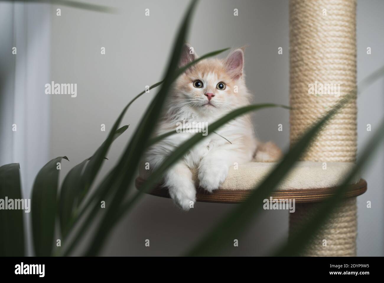 cream tabby maine coon kitten relaxing on scratching post platform ...