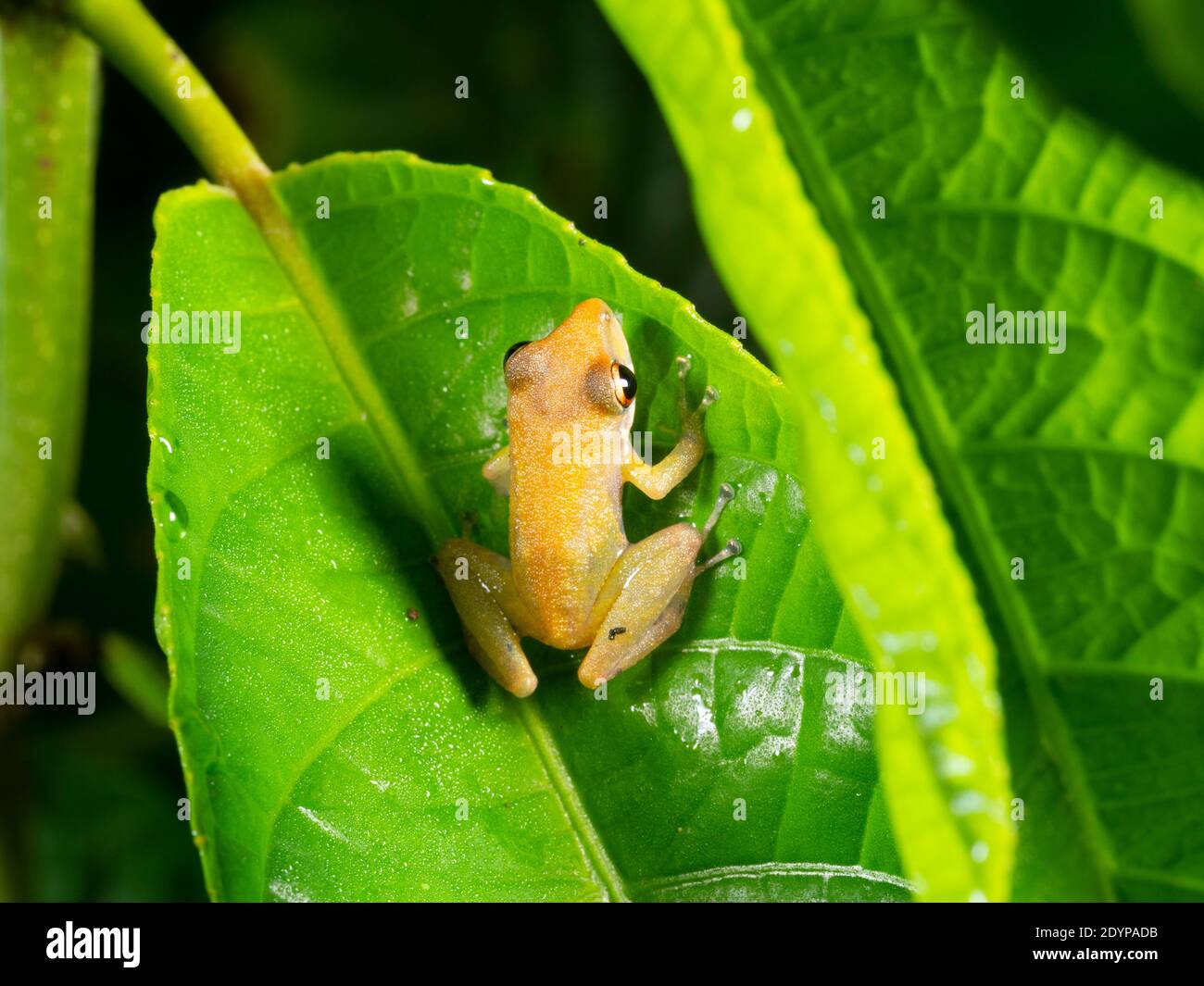 The Variable Rain Frog (Pristimantis variabilis) on a leaf in the ...