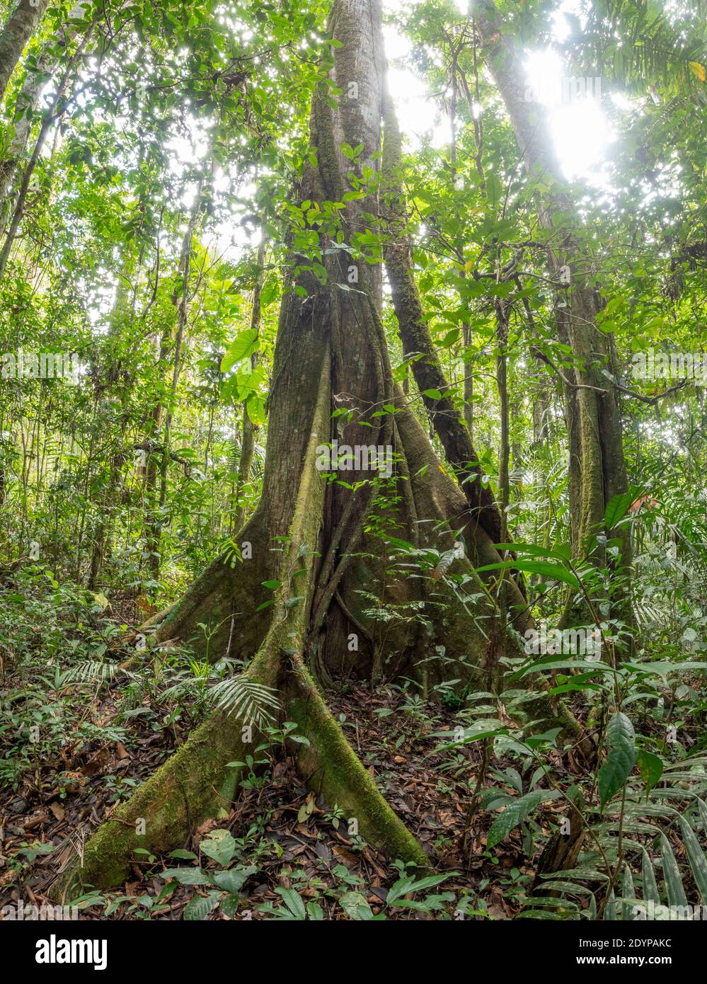 Vertical Panoramic view of ta tall buttressed tree in theinterior of ...