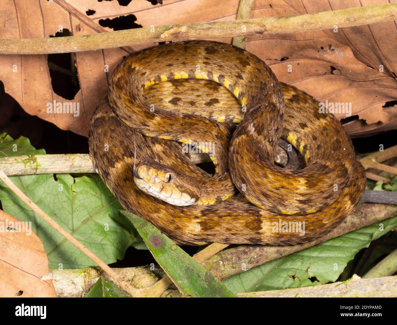 Fer de Lance (Bothrops atrox) a venomous viper coiled in the rainforest ...