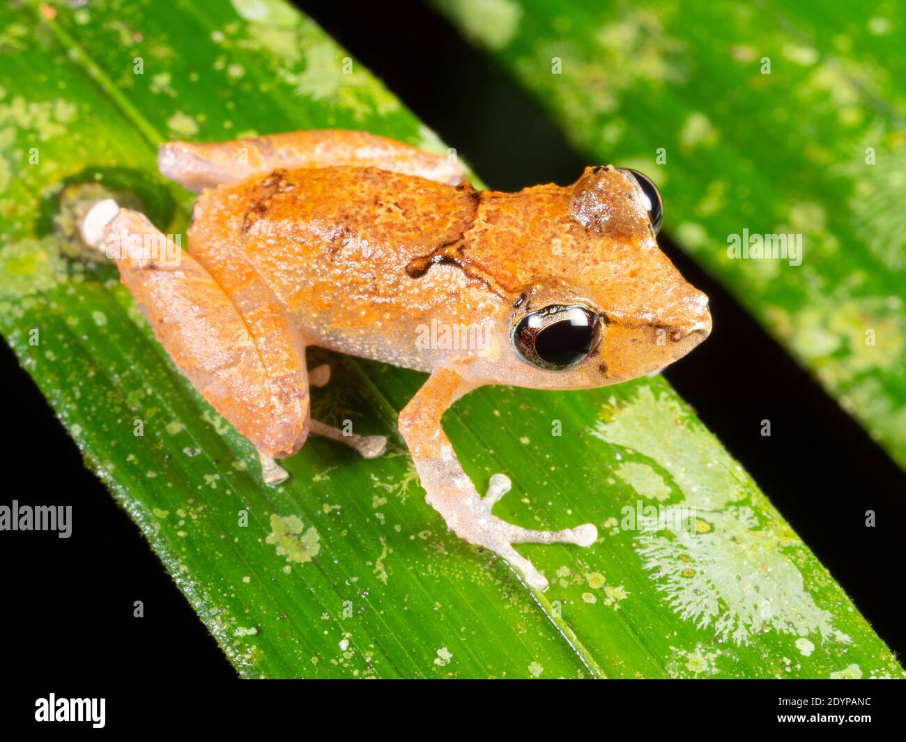 Kichwa ecuador hi-res stock photography and images - Alamy