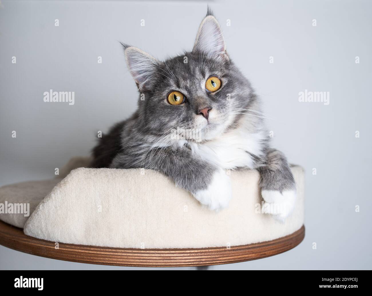 maine coon cat with white paws lying on wooden scratching post platform ...