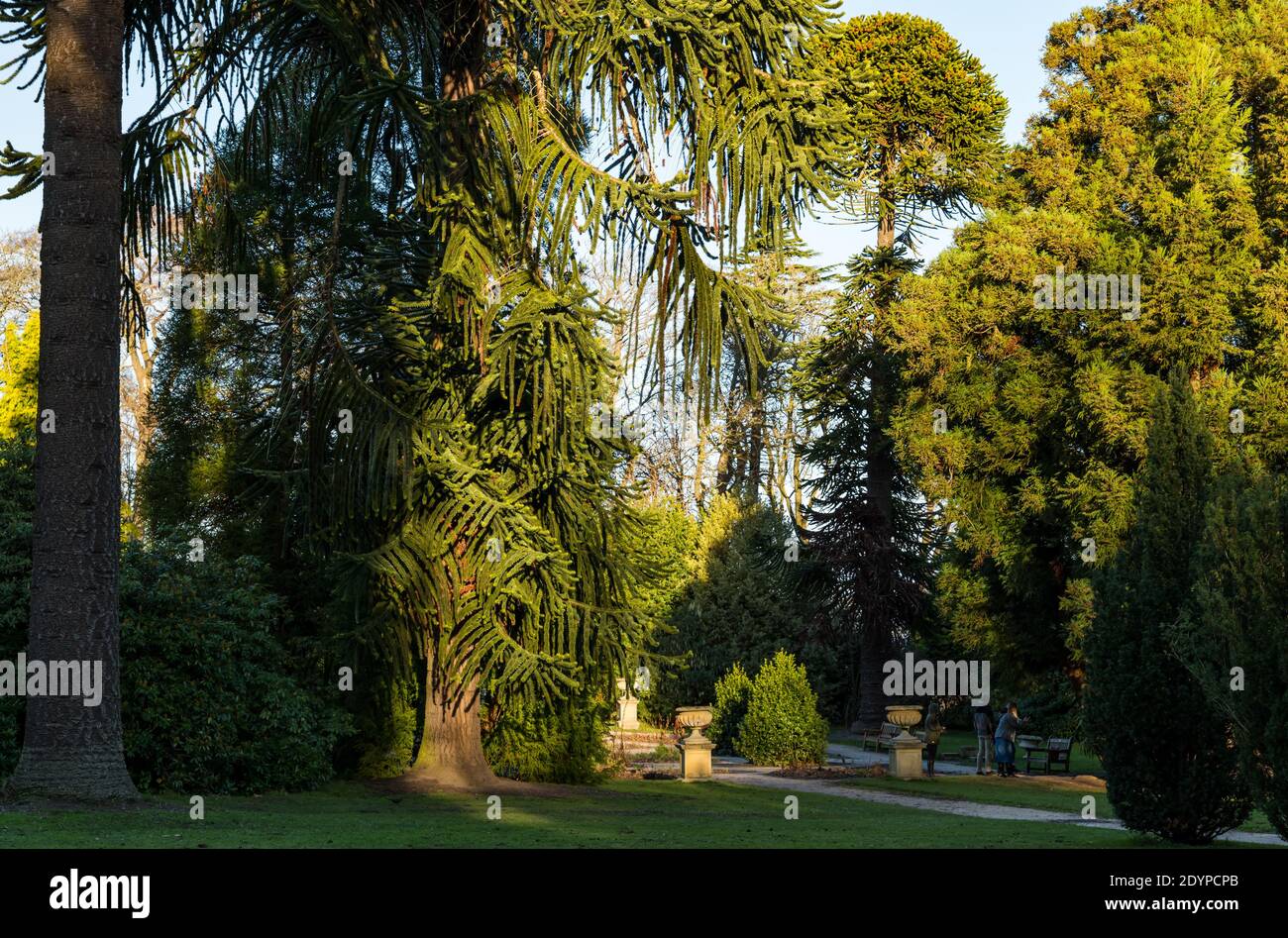 Monkey puzzle trees hi-res stock photography and images - Alamy