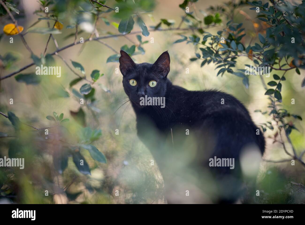 beautiful black stray cat with ear notch in the forest surrounded by ...