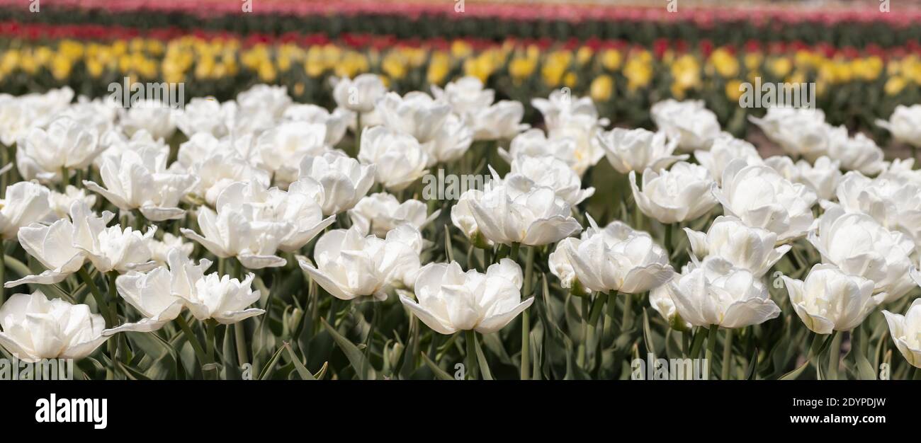 Banner field pink flowers hi-res stock photography and images - Alamy