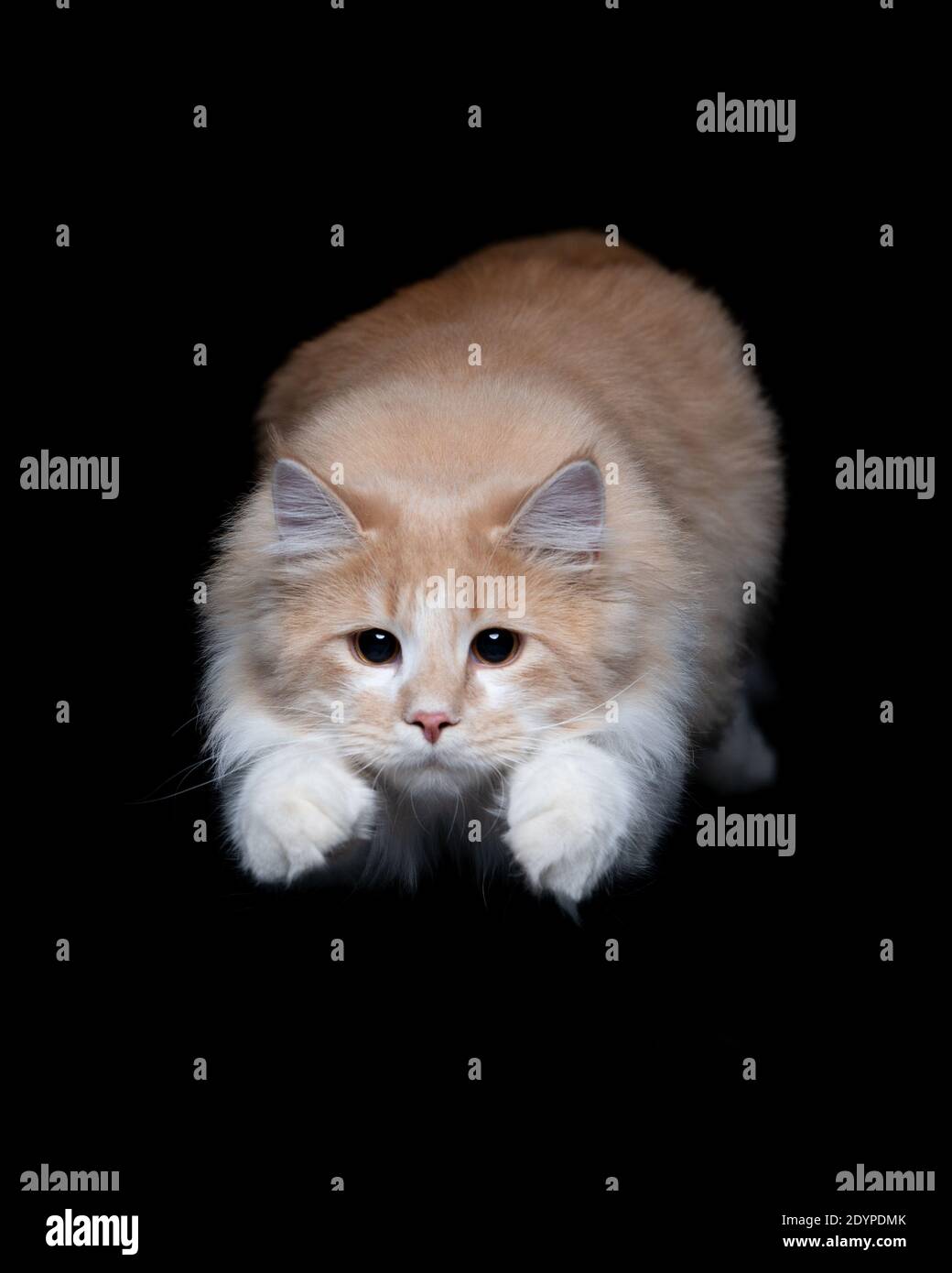 front view of a fawn cream colored maine coon cat jumping in the air at ...