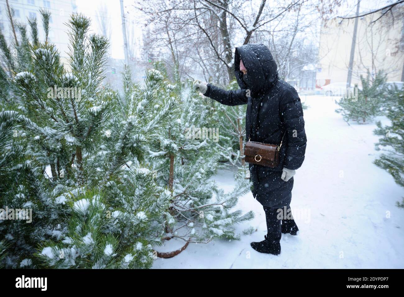 Woman choosing pine for a Christmas tree at the outdoor stall ...