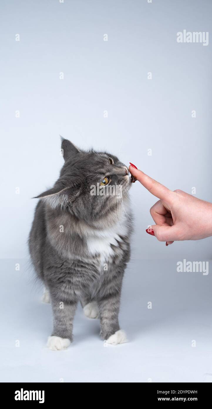 young cat licking cat malt for digestive health off a finger from ...