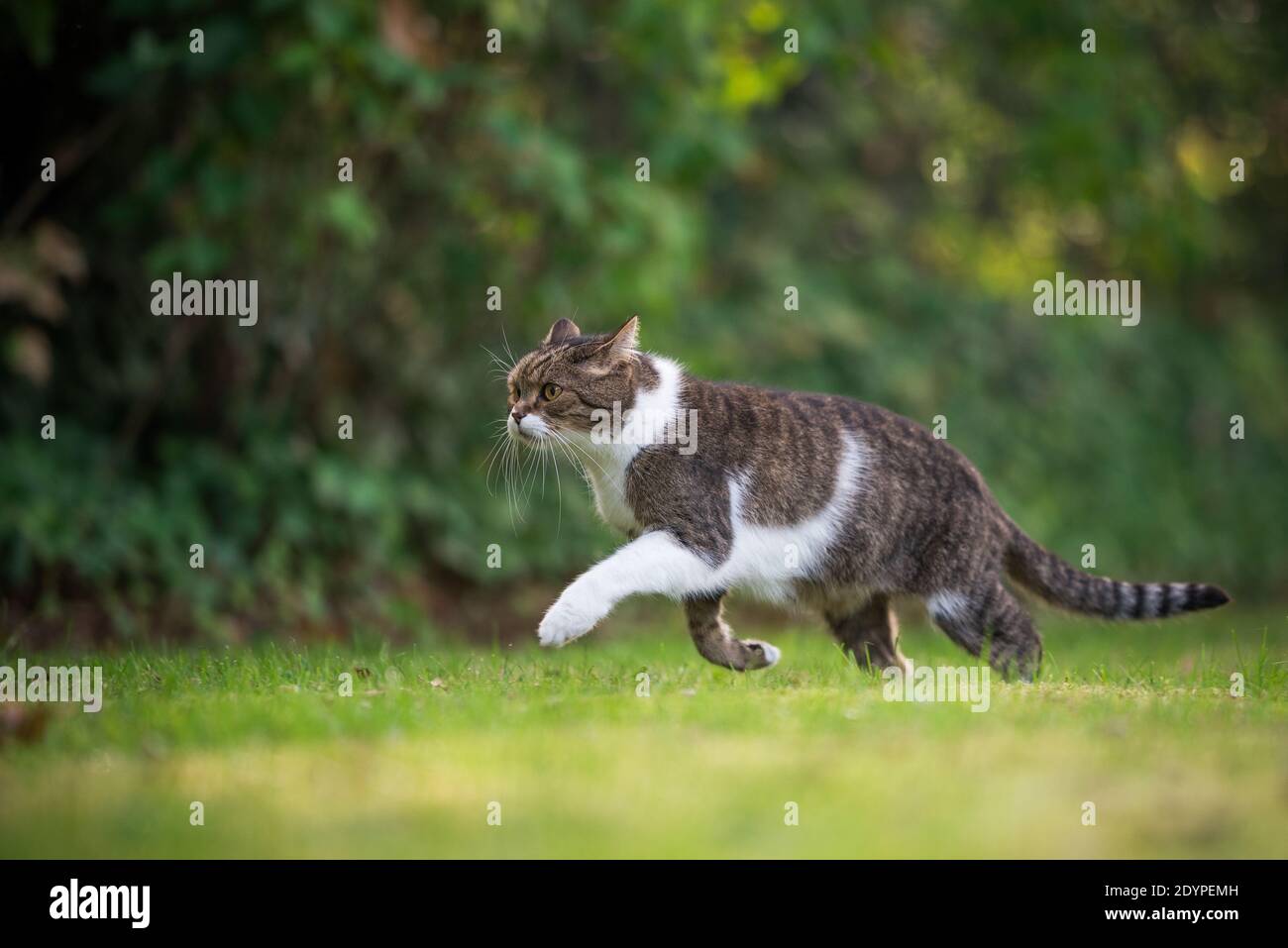 british shorthair cat sneaking through the garden Stock Photo - Alamy