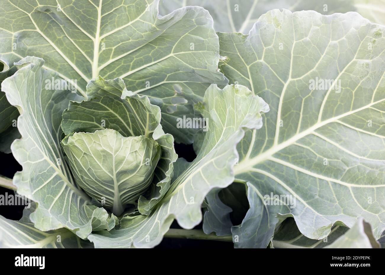 Cabbage bangladesh hi-res stock photography and images - Alamy