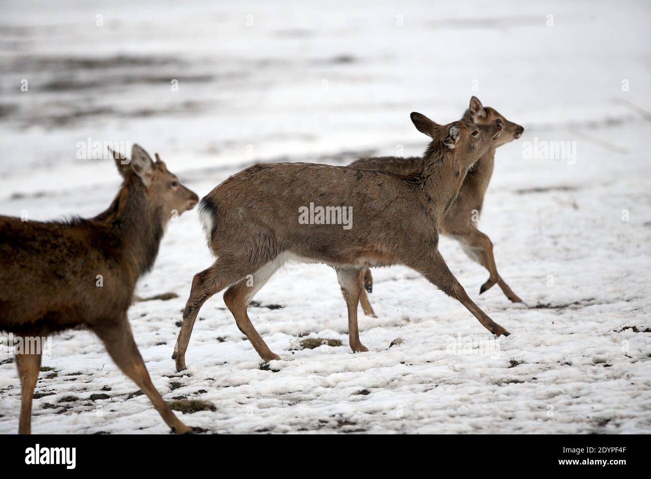 Deer and hind in winter, Lithuania Stock Photo - Alamy