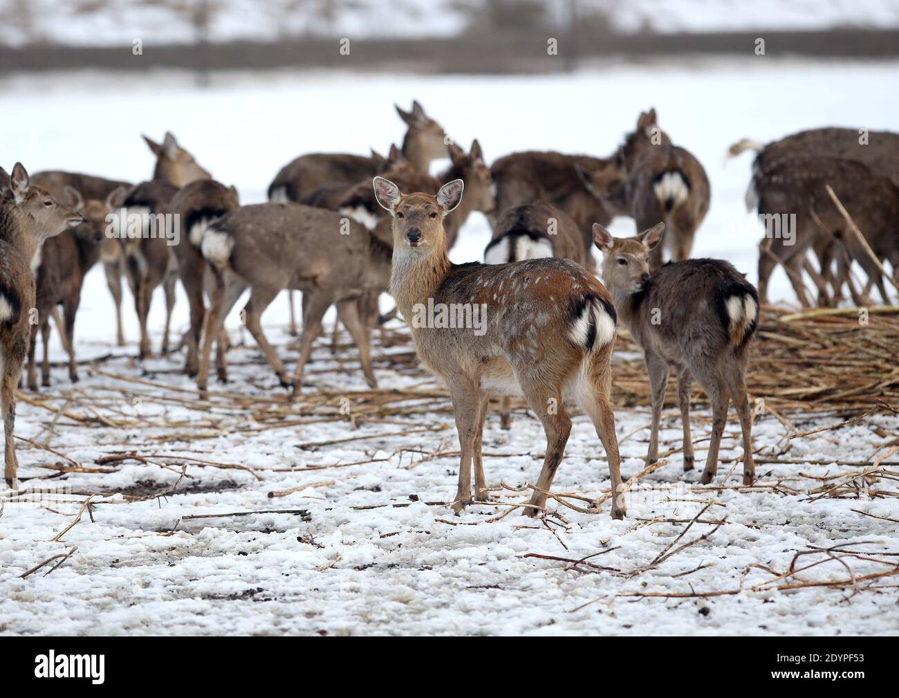 Deer and hind in winter, Lithuania Stock Photo - Alamy