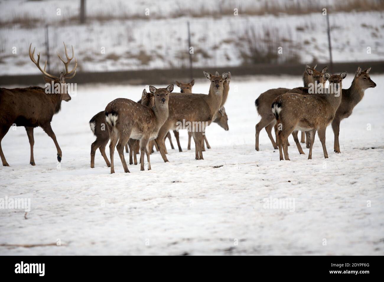 Deer and hind in winter, Lithuania Stock Photo - Alamy