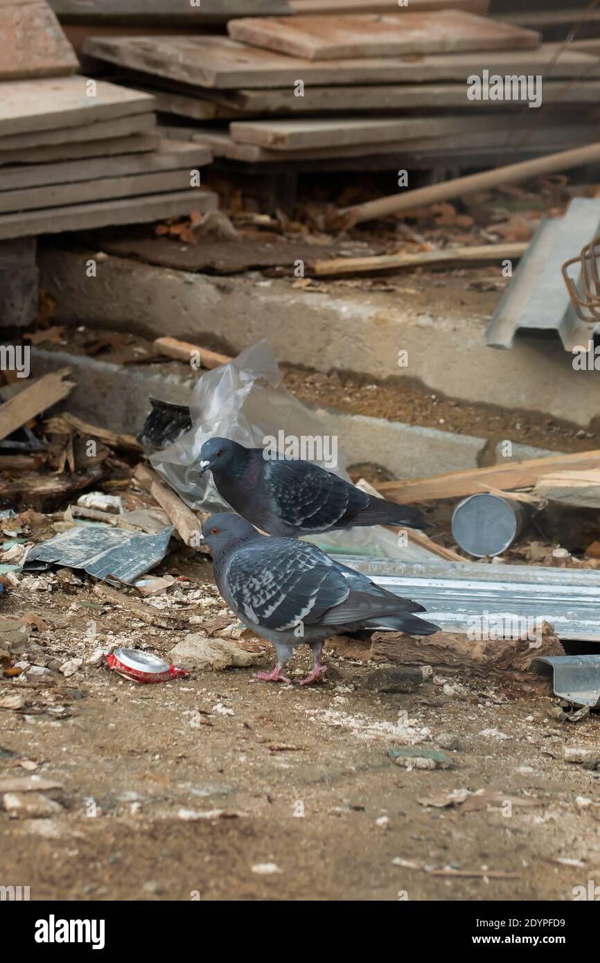 Dove eating in garbage. Construction site. Building is being ...