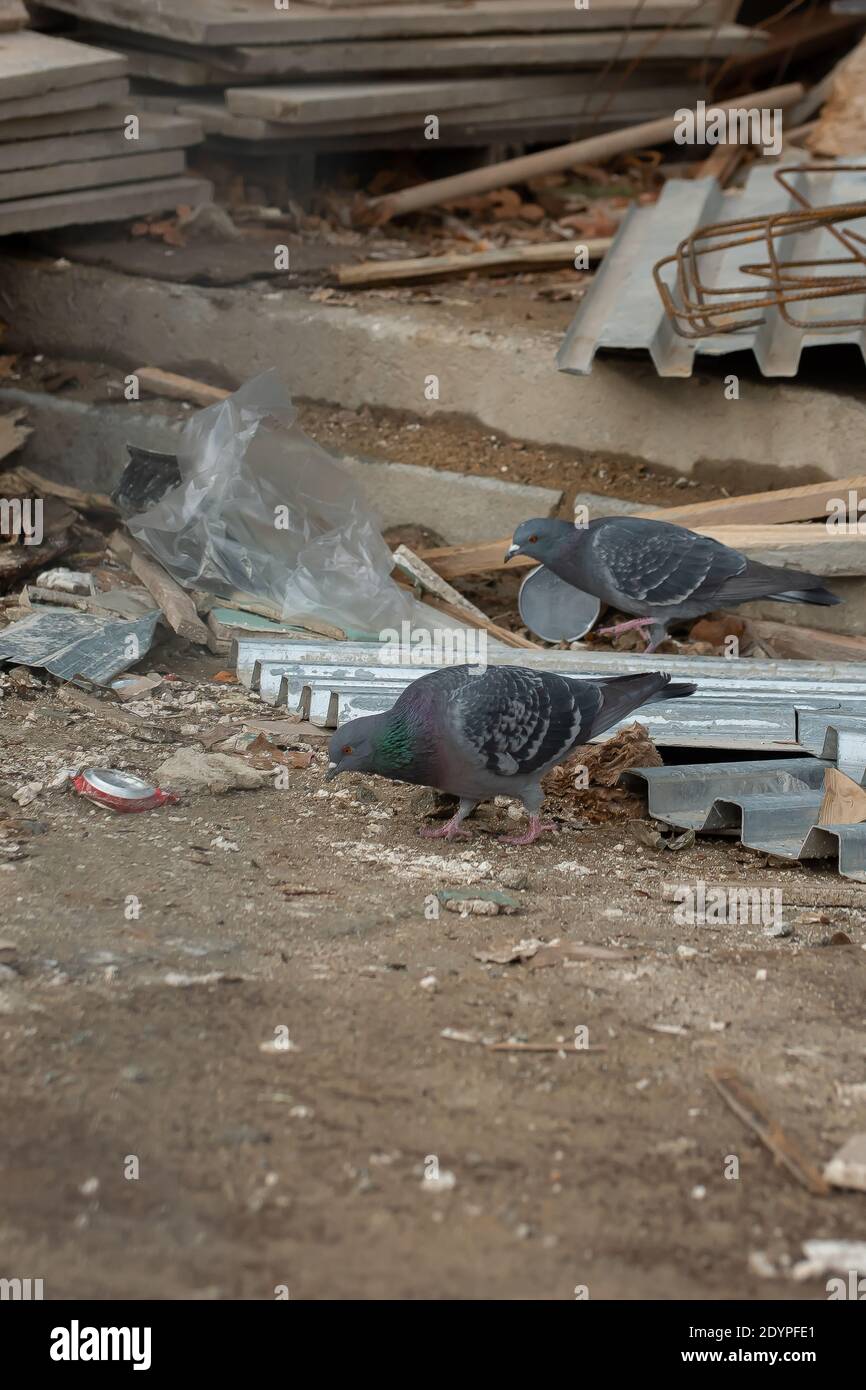 Dove eating in garbage. Construction site. Building is being ...