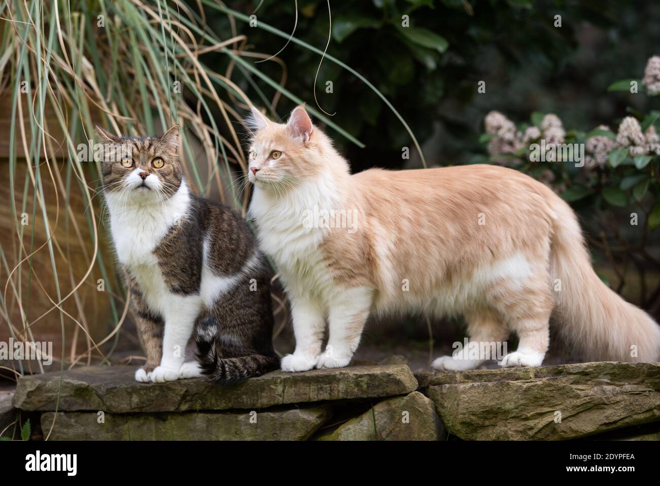 two cats standing on natural stone wall outdoors Stock Photo - Alamy