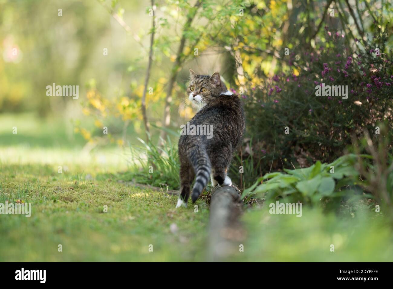 tabby white british shorthair cat walking onto a tree bole looking back ...