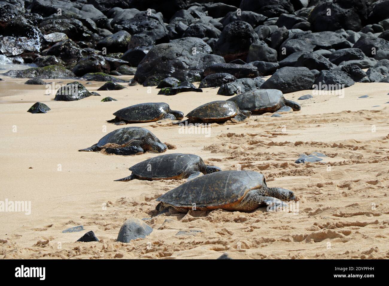Sea turtles on the beach of Oahu Hawaii North Shore Stock Photo - Alamy
