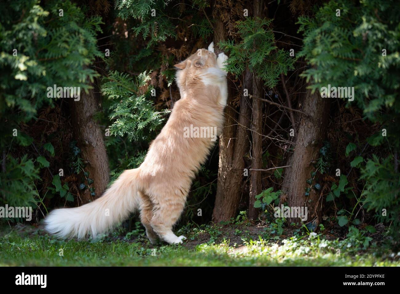 side view of a fawn cream colored maine coon cat scratching on a ...