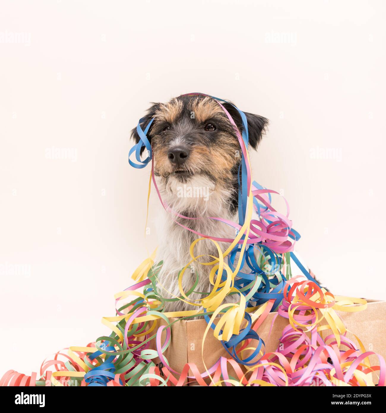 Cute Party Dog. Jack Russell ready for carnival Stock Photo - Alamy