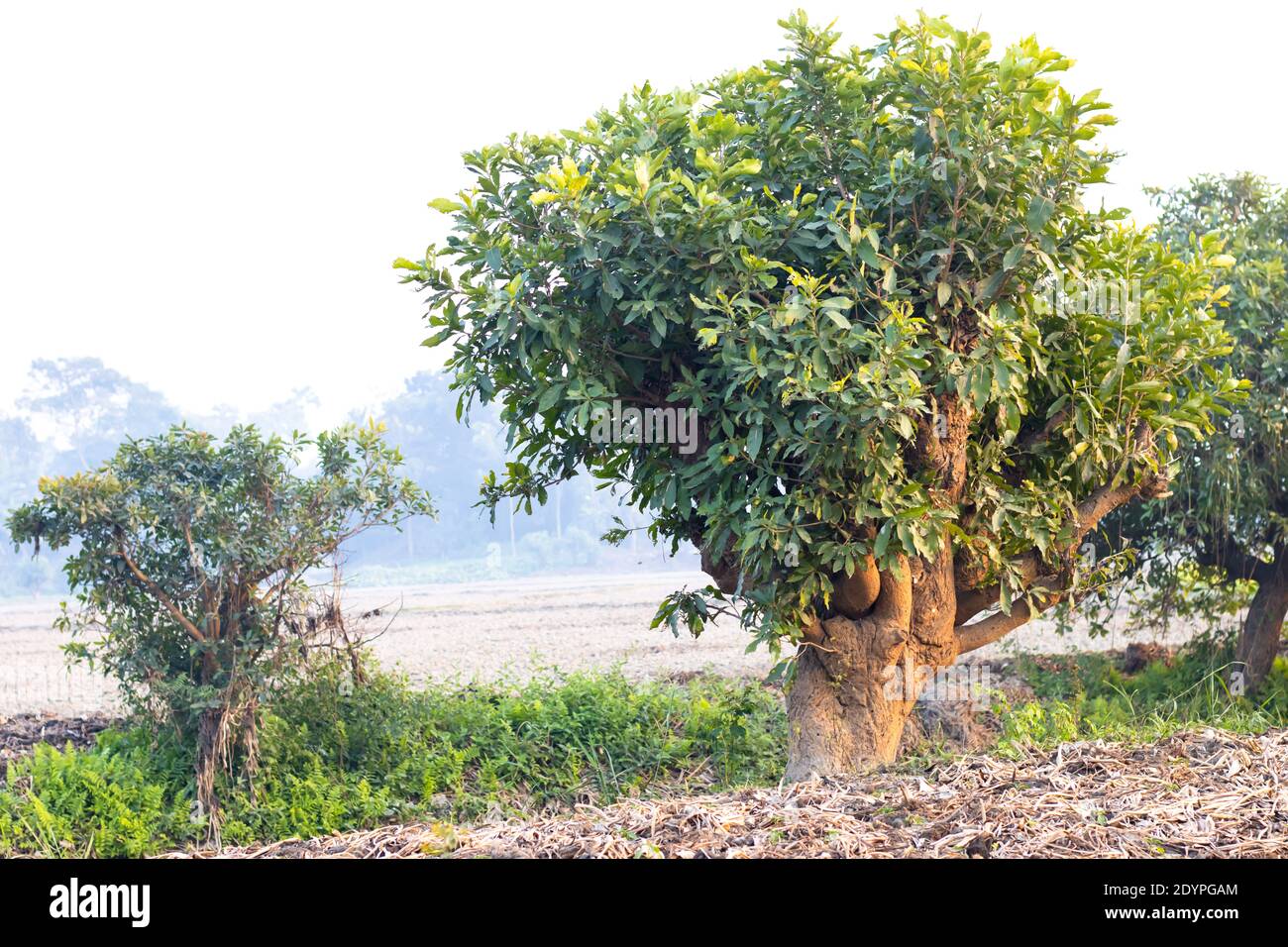Old small-sized Barringtonia acutangula tree in the agriculture fields ...