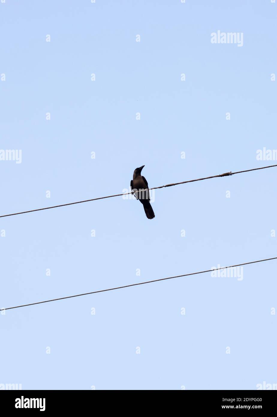 Crow on electricity wire hi-res stock photography and images - Alamy